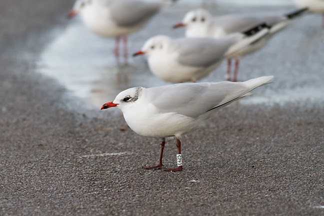 Bag a Wild One: Mediterranean Gulls