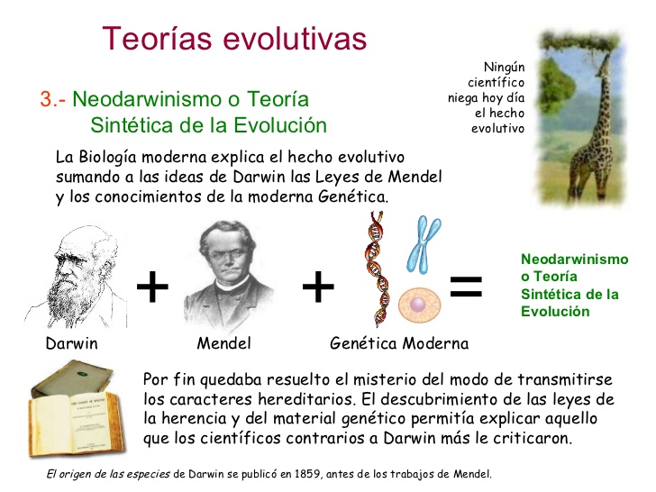 TRIPLE C: Evolución de los seres vivos: Neodarwinismo