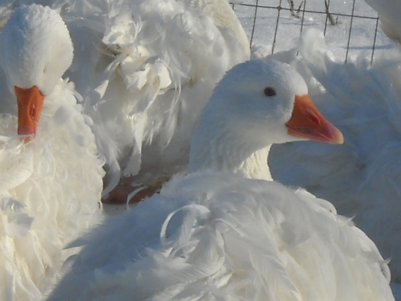 The Official PoultryBookstore.com Blog: Sebastopol geese