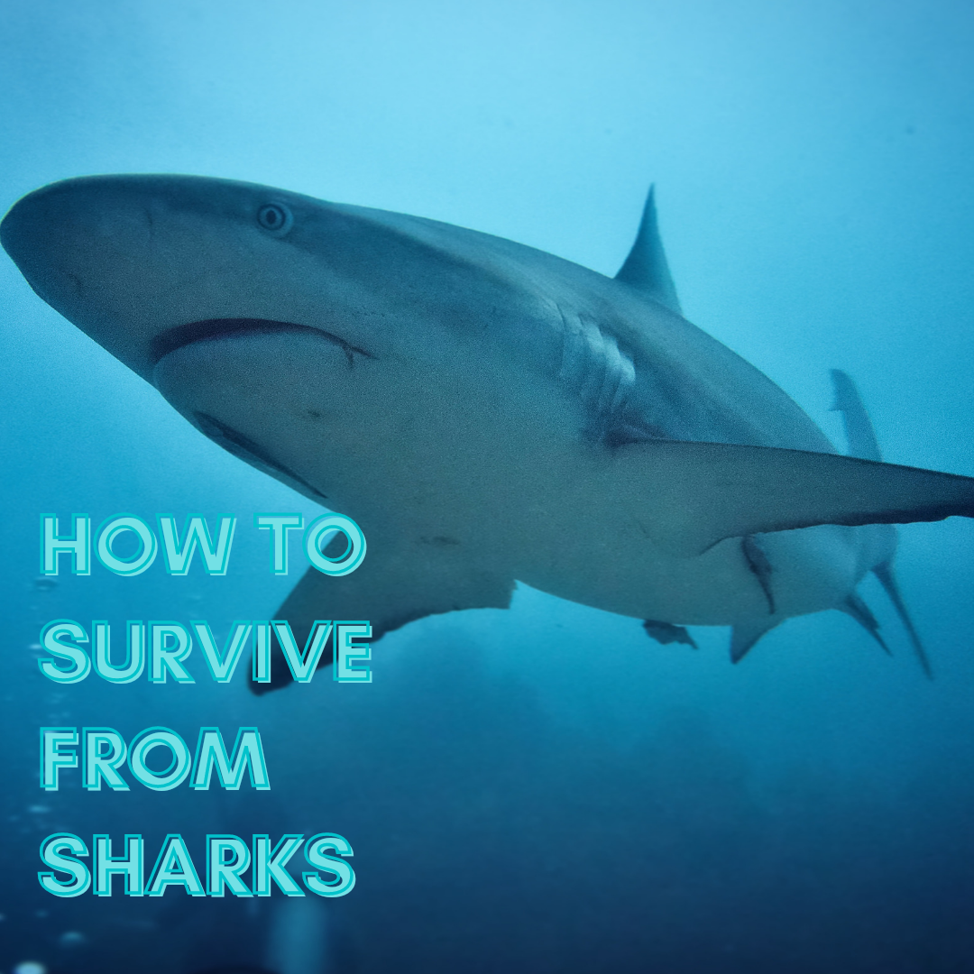 Tips to survive from wild animals attack?