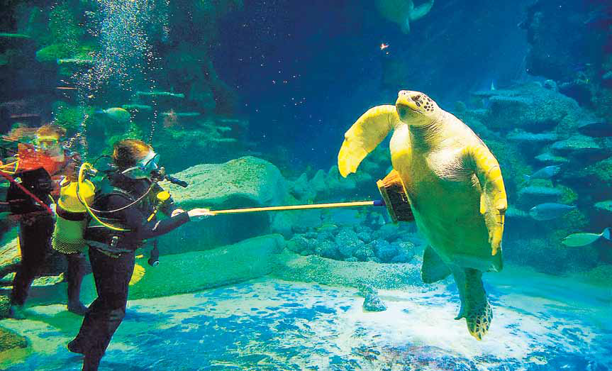 Shark Tank Cleaner: Daring to work with Sharks! | Weird Jobs