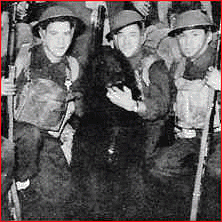 Newf Friends: Gander, the Newfoundland Dog War Hero