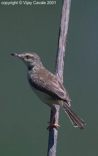 Gambar macam-macam Ciblek | Info Burung Kicauan
