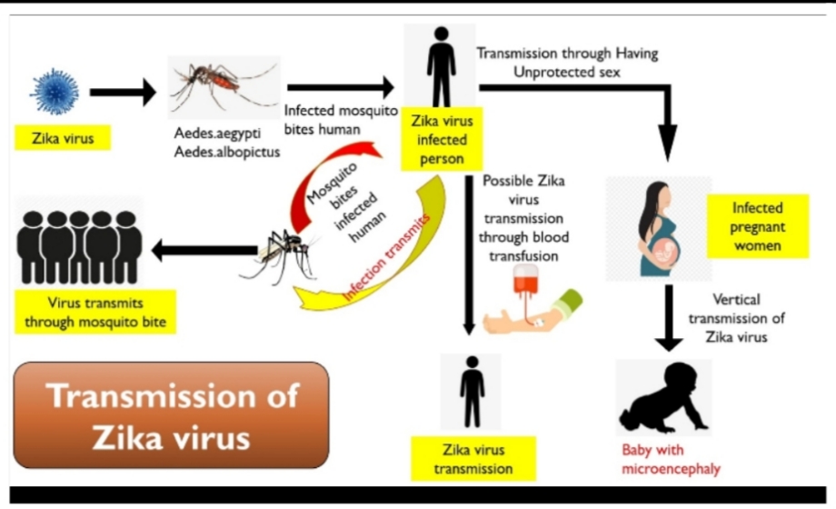 Zika Virus