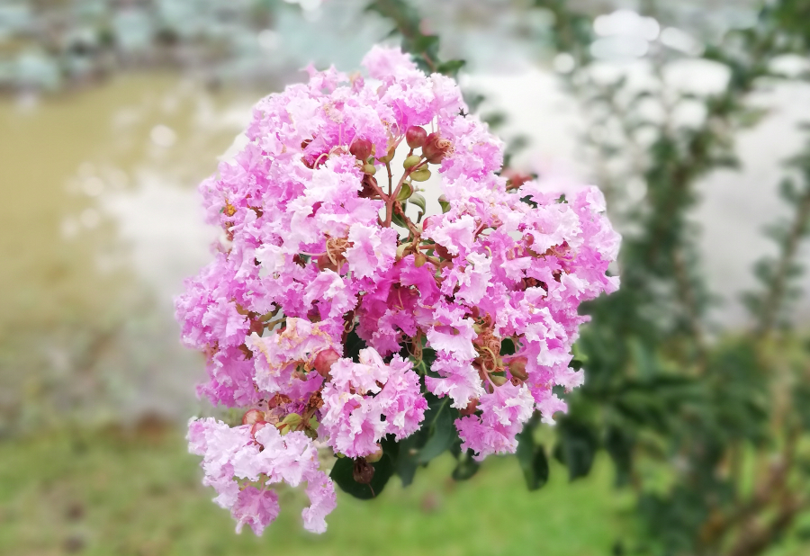 In Photos #5 Flowery