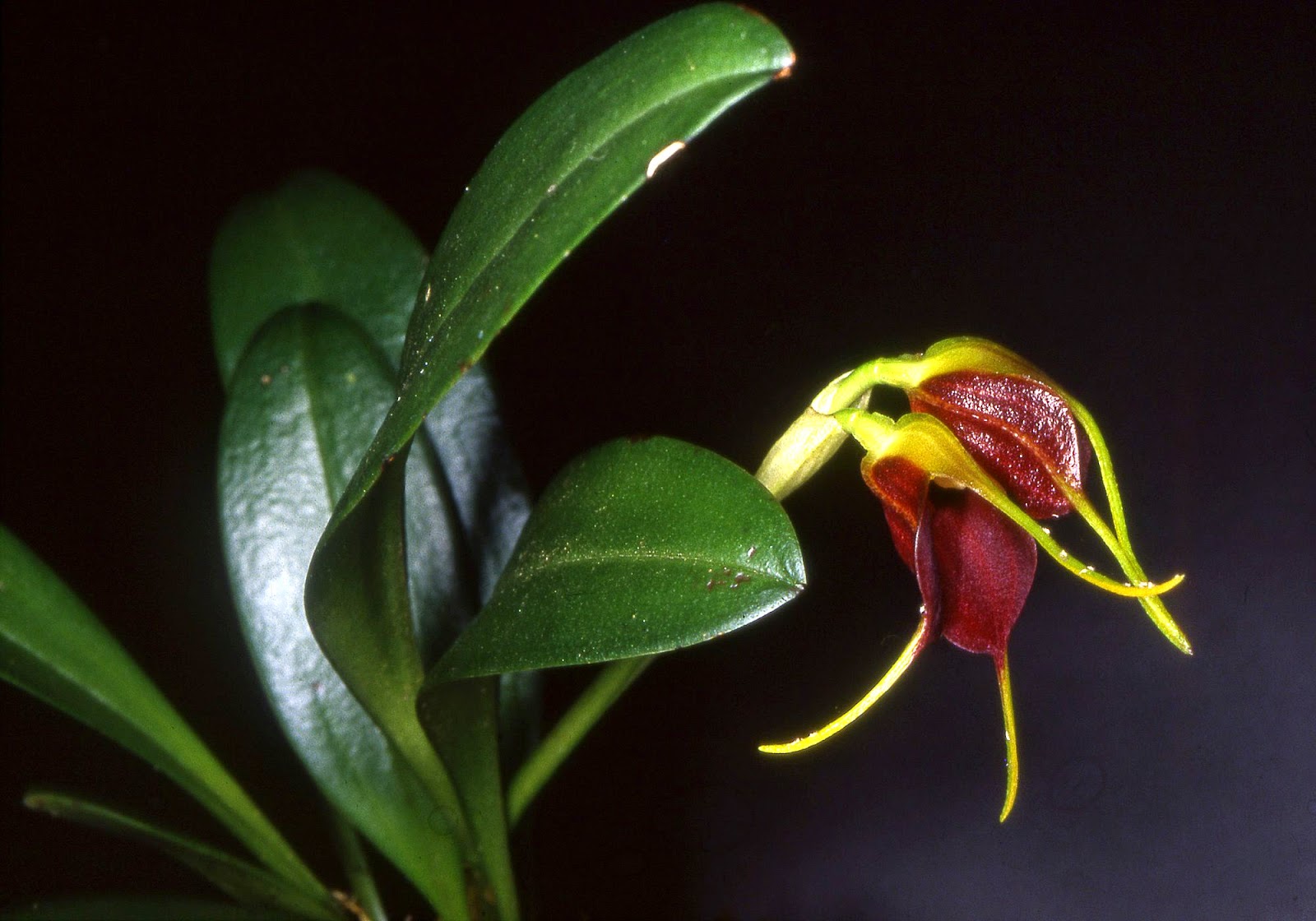 7 Beautful Pics Of Masdevallia ... see more - Top Foto