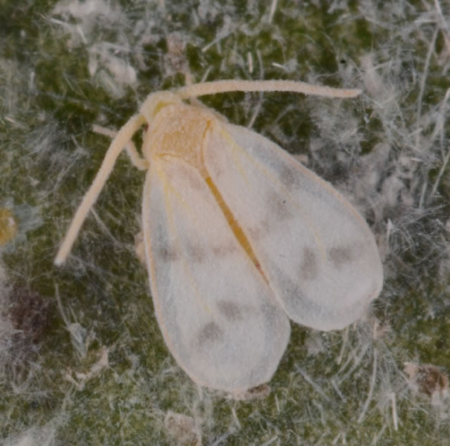 Zimmerman Tree Service: Rugose Spiraling Whitefly Control In South Florida