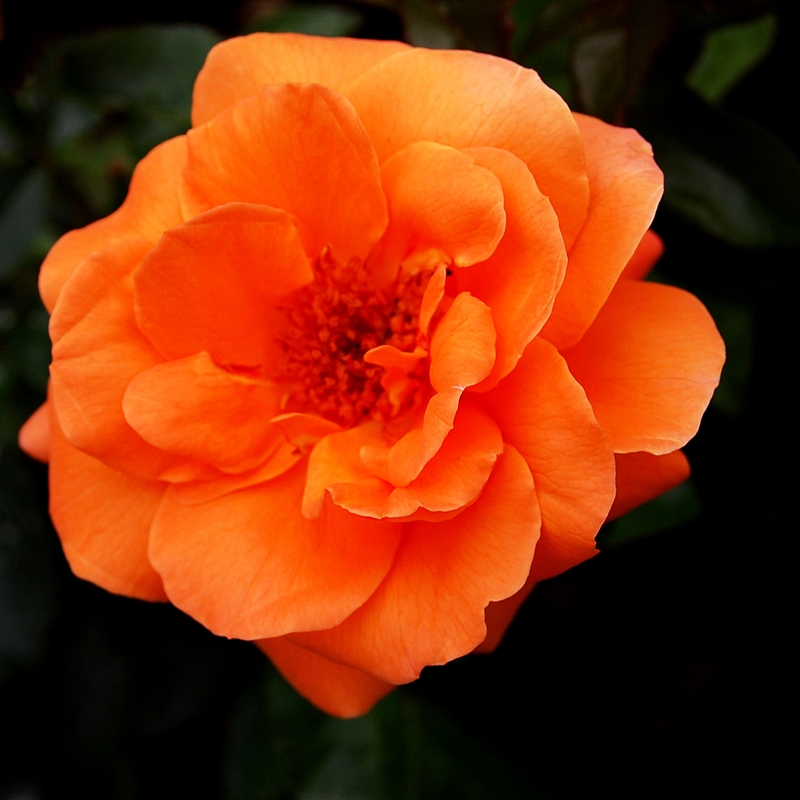 Capadia Designs: Roses