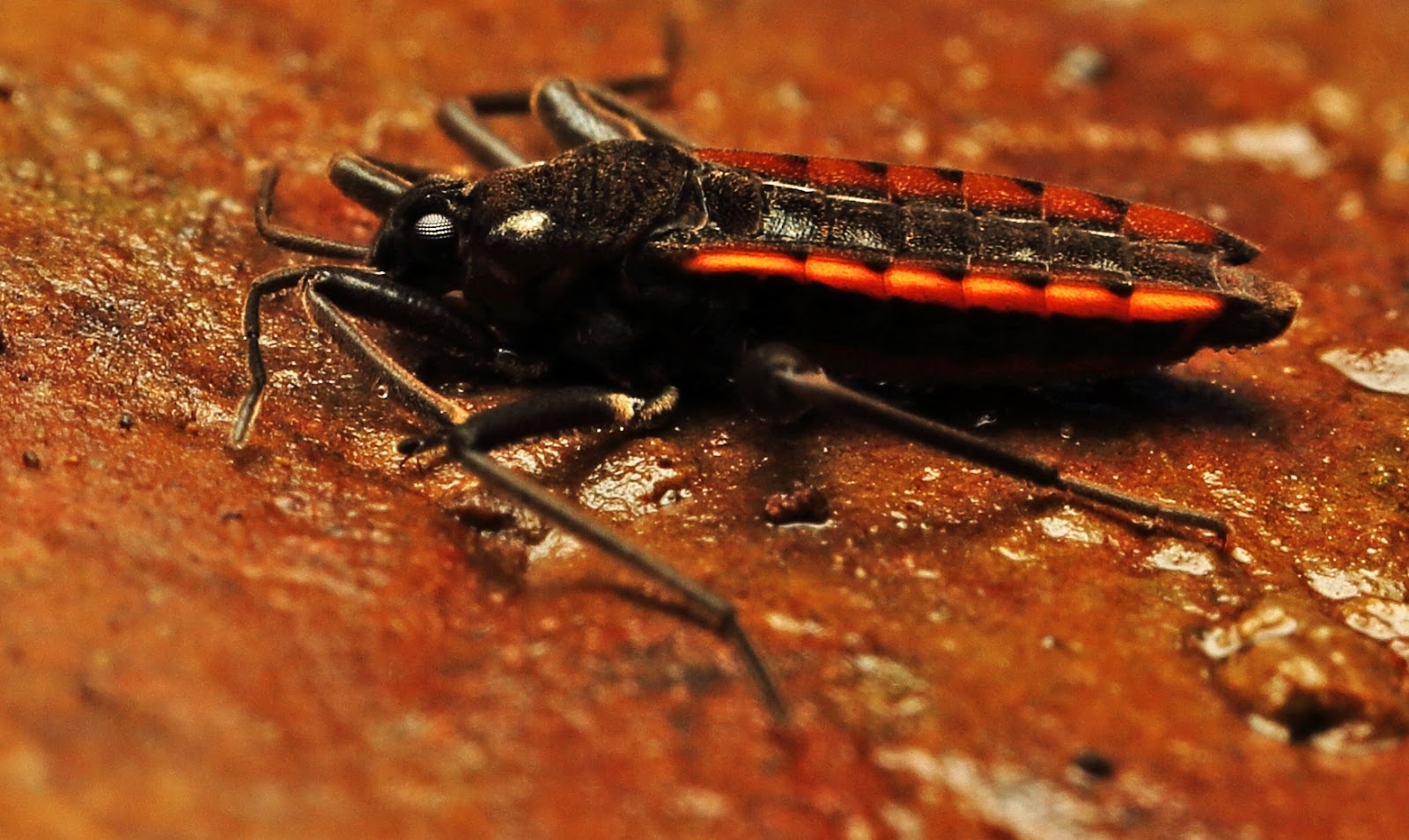 JJ's Photographic nature blog: Sneaky bugs!