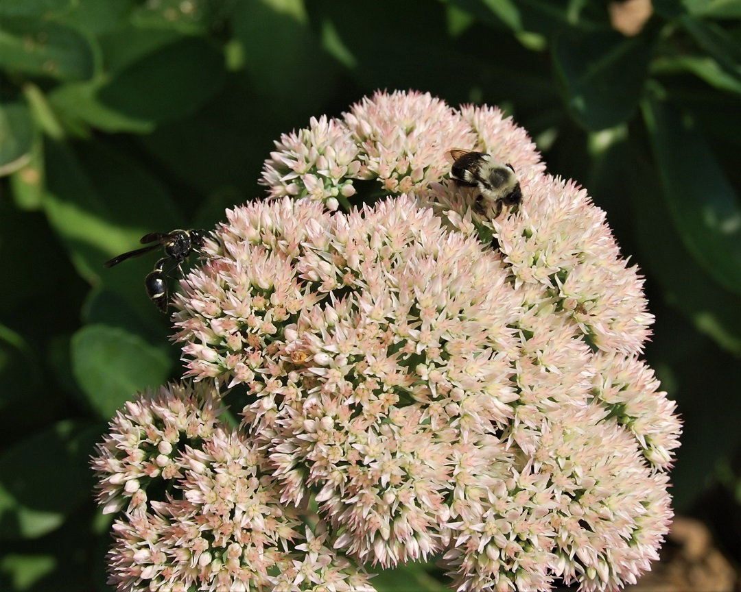 The Peace Bee Farmer