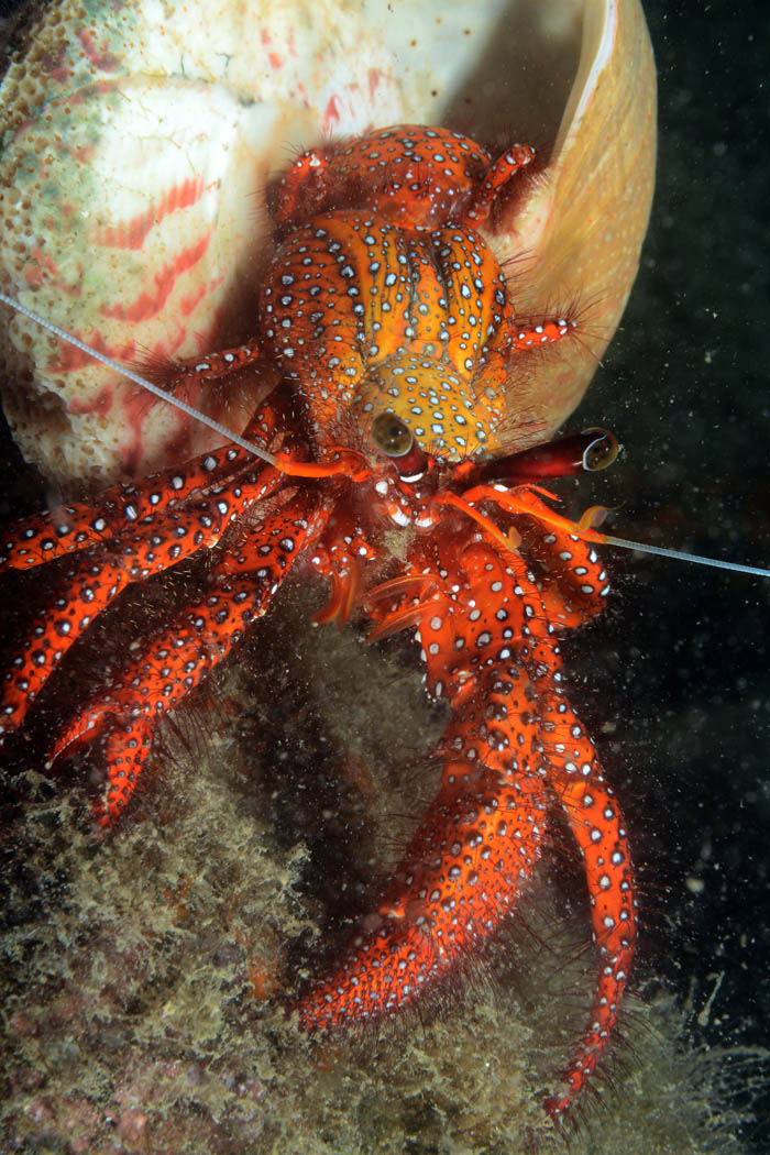 Savannah: The Elusive Mandarin Fish
