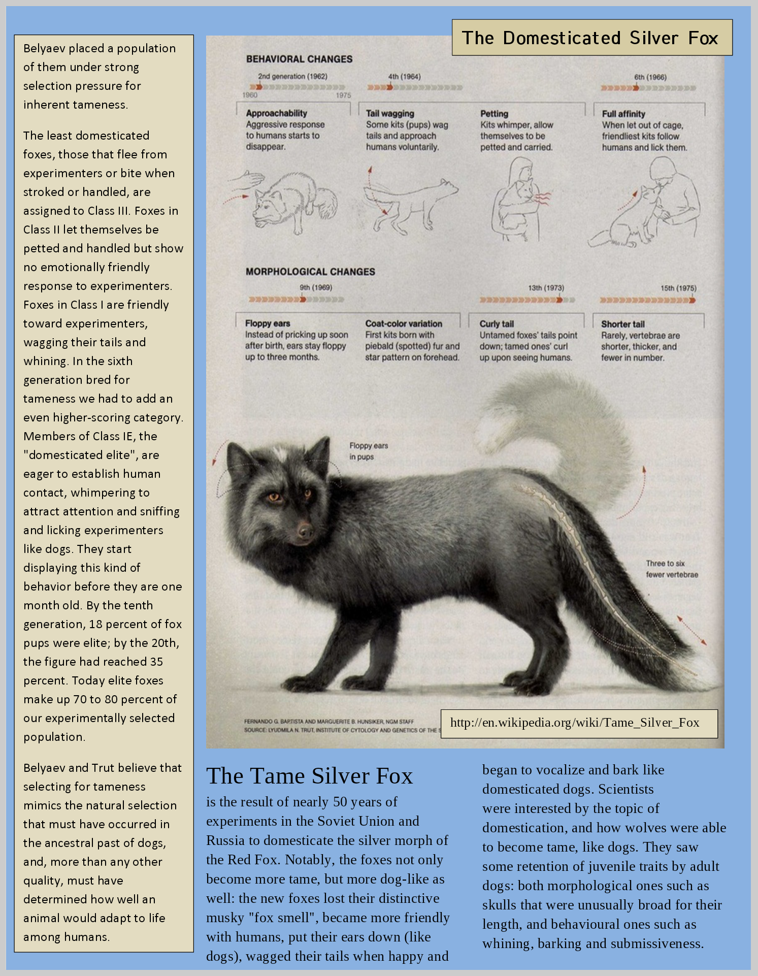 WikiGraphics Collection: Domesticates Silver Fox Floppy Ears