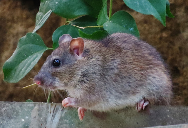 Biodiversity of Cyprus by NGO Protection of the Natural Heritage and ...