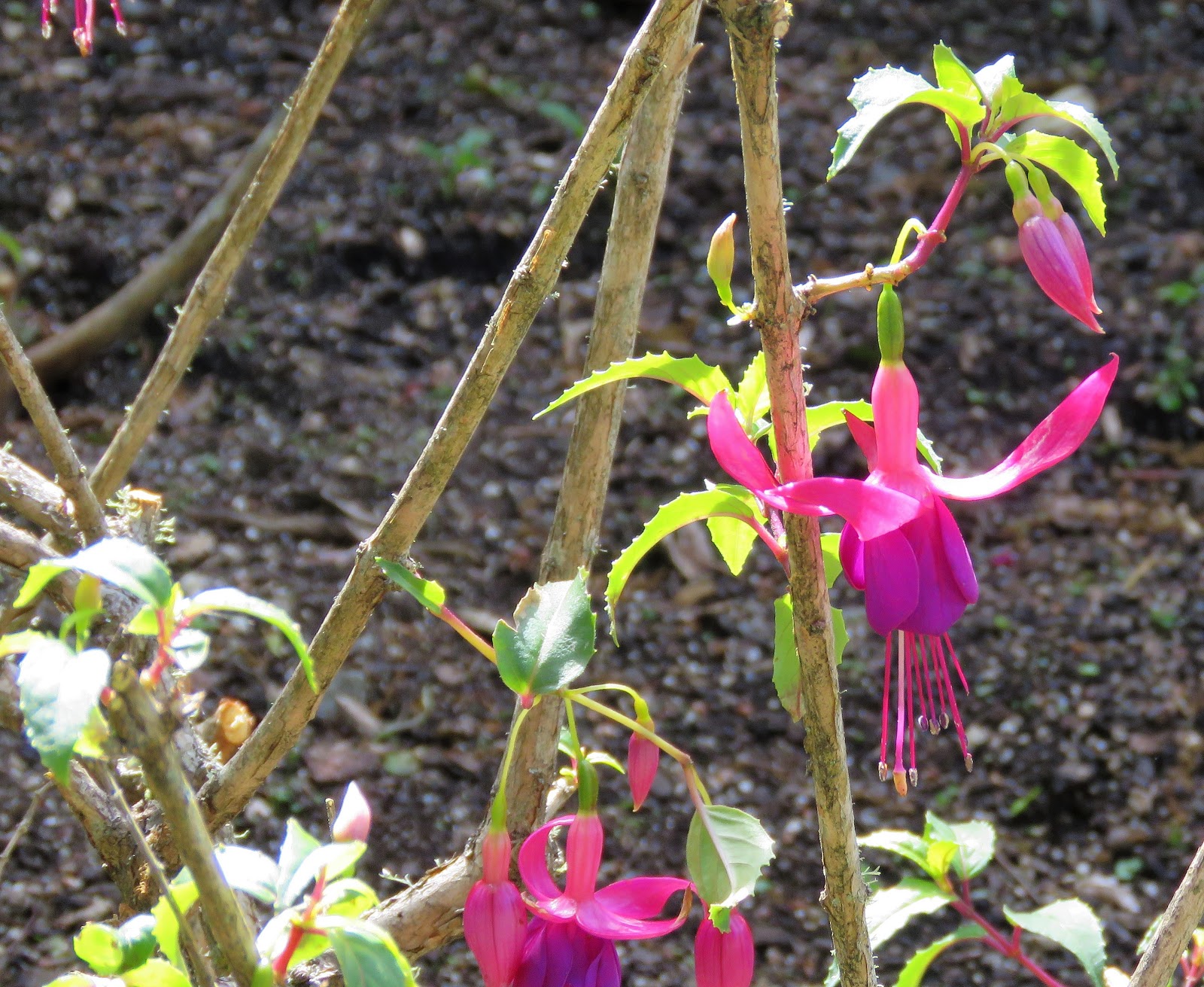 New Zealand's tree fuchsia subject to possum deciduousness