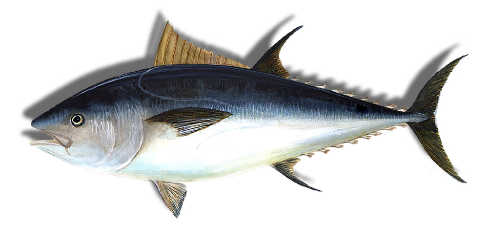 Orkinos nedir? Orkinos Balığı - Laf Sözlük