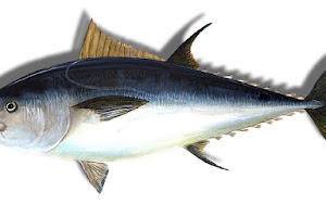 Orkinos nedir? Orkinos Balığı - Laf Sözlük