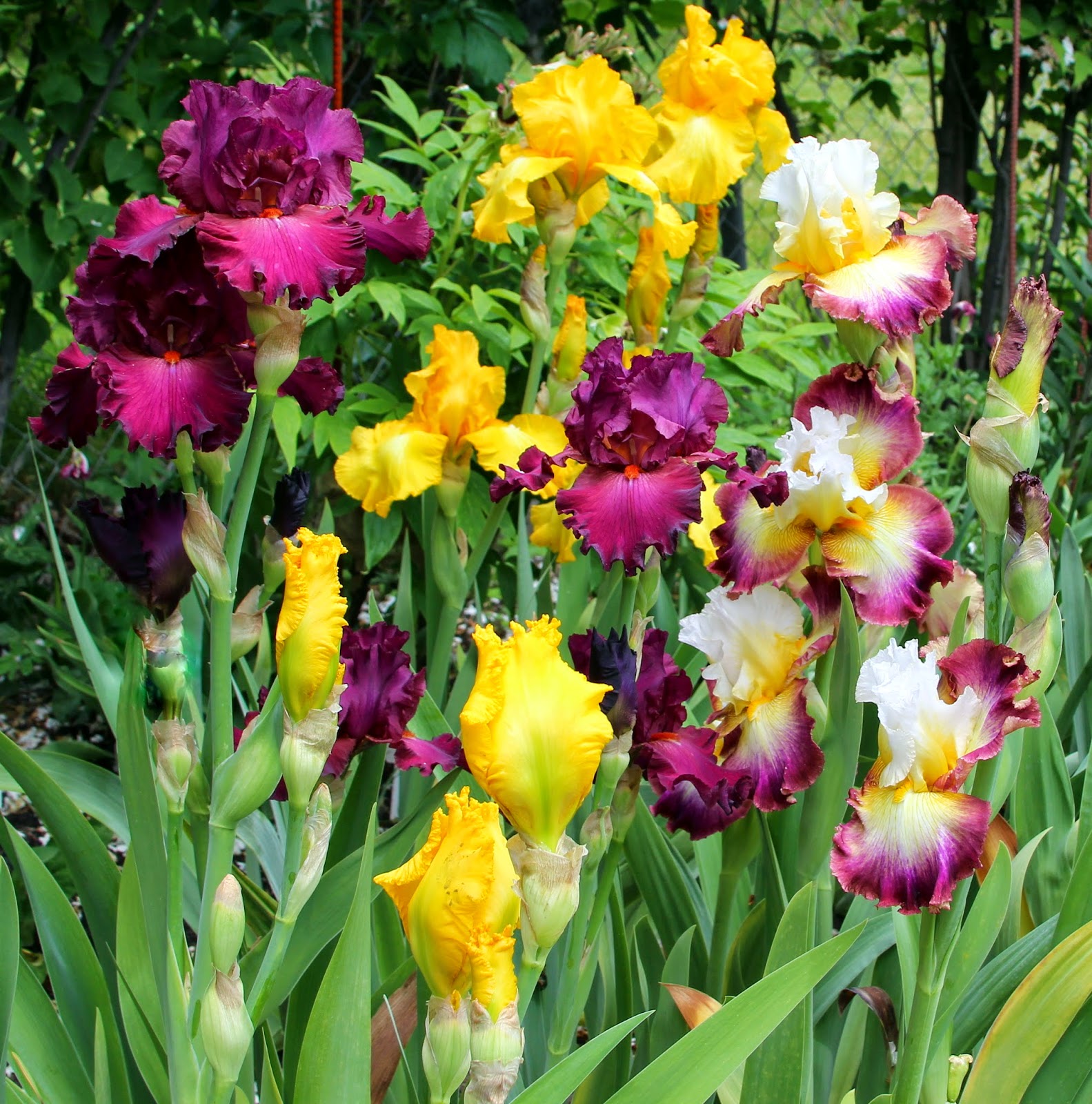 World of Irises: "Talking Irises" TALL BEARDED IRISES -- Revamping An ...