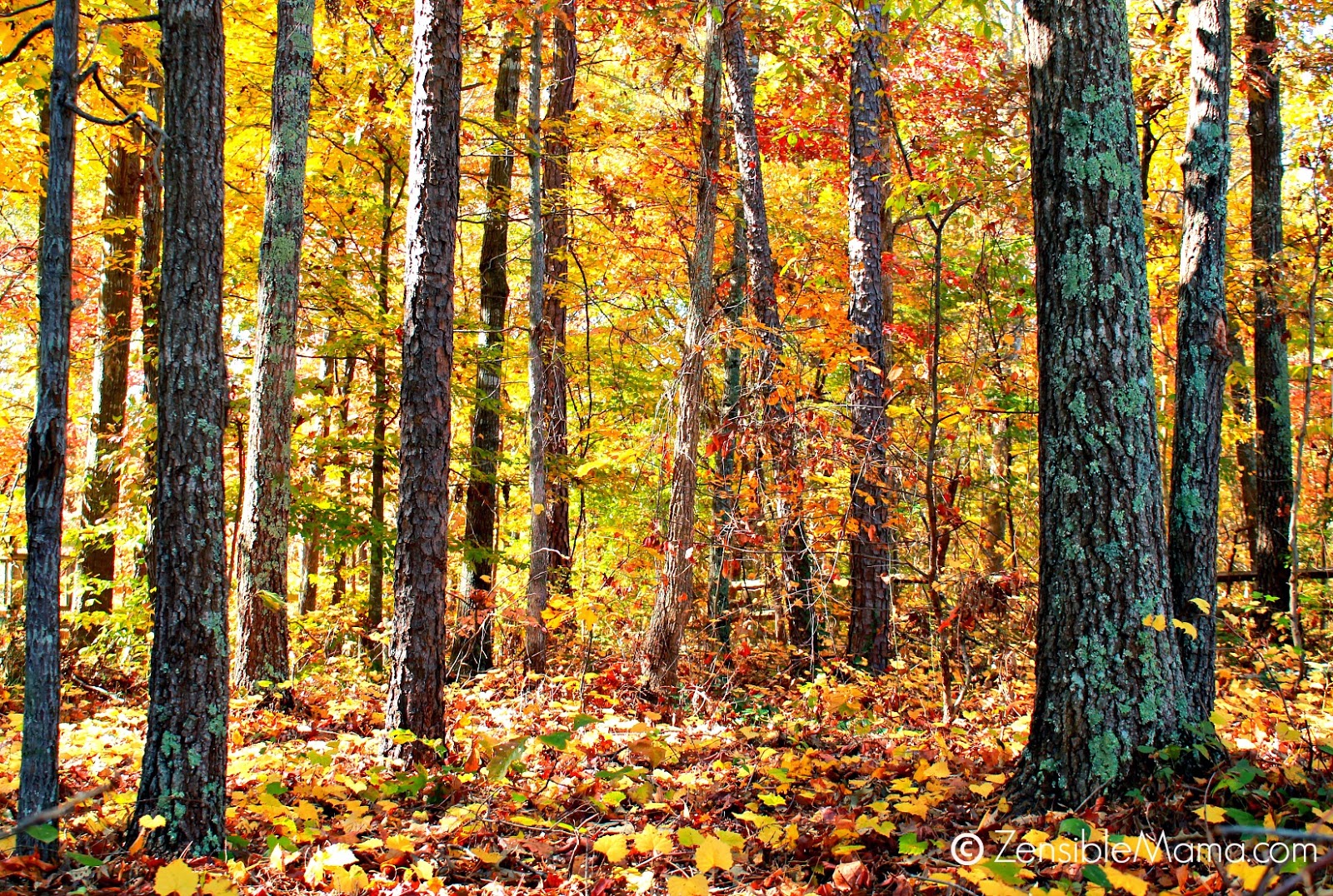 Zensible Mama: PhotoFall Wednesday - A Walk in the Woods