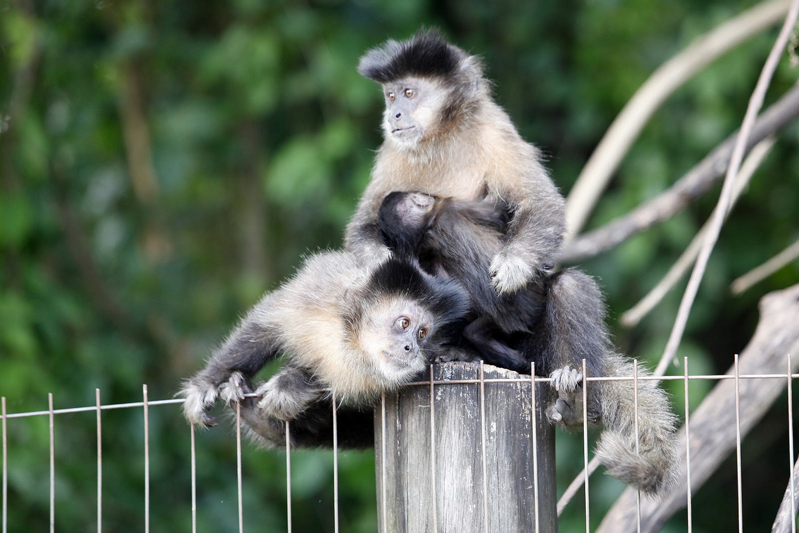 Em Fotojornalismo: Família de Macacos
