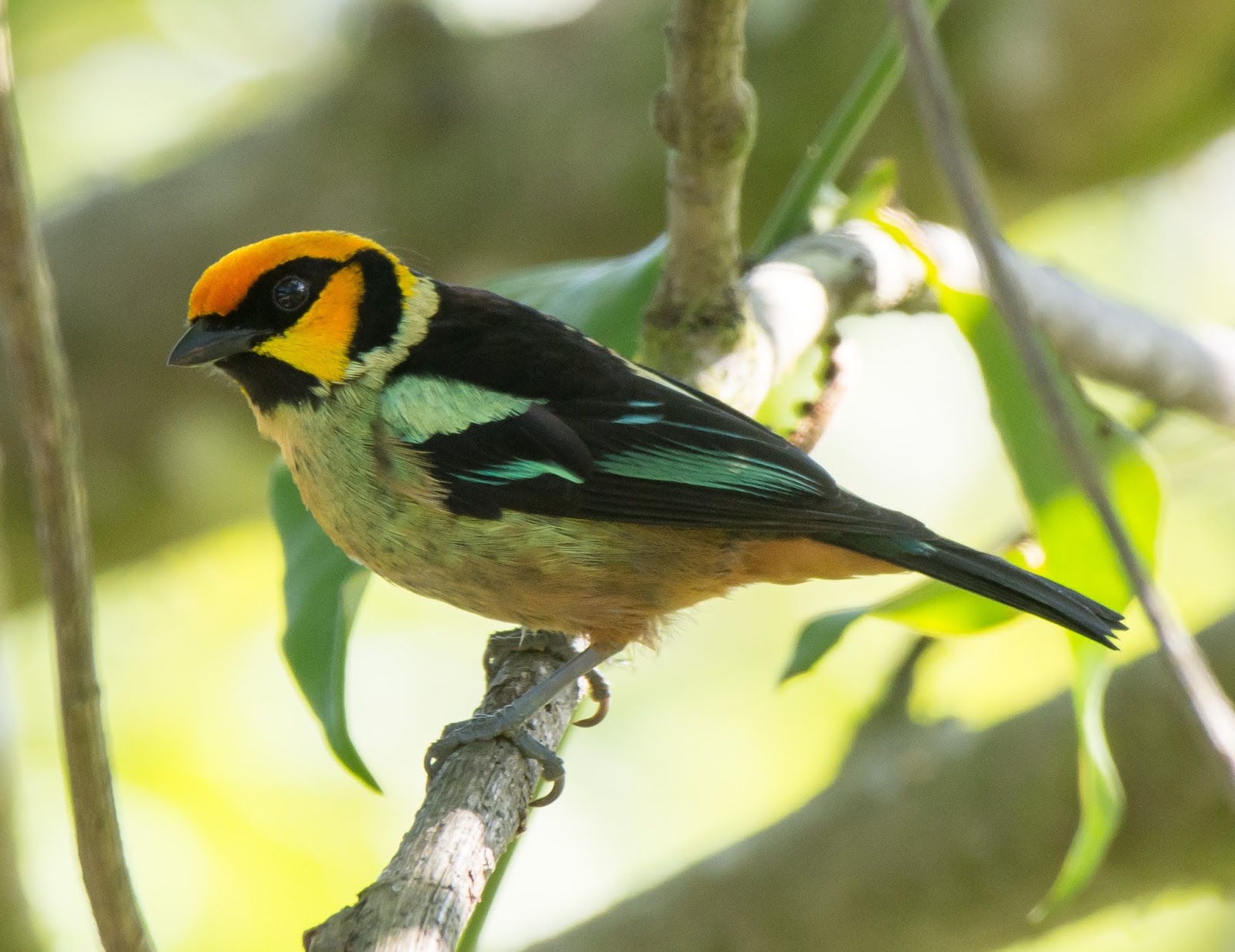 Gordon's Birding Adventures: Ecuador - The Tanagers