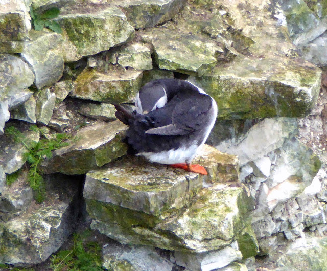 Wild and Wonderful: Puffins from RSPB Bempton Cliffs, Yorkshire