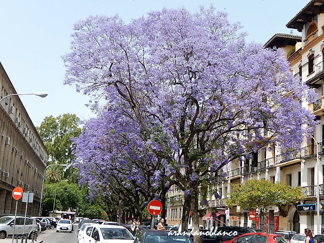 elarbolmiamigo-encinarosa: Jacarandá / Jacaranda Mimosifolia ...