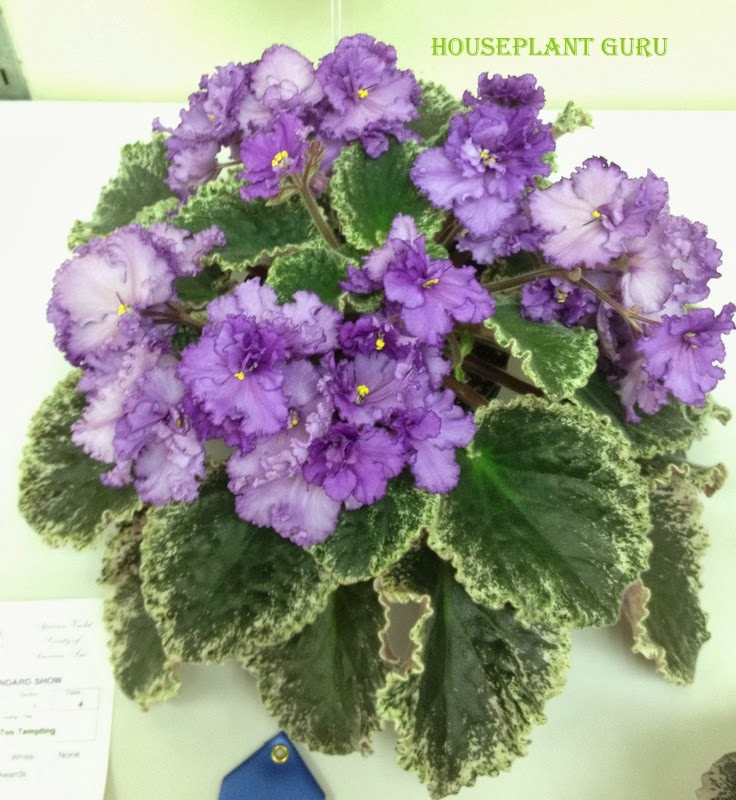 Houseplant Guru: Ohio African Violet Show and Sale