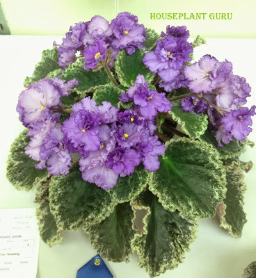 Houseplant Guru: Ohio African Violet Show and Sale