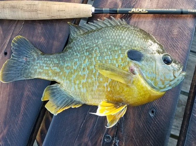 Green Sunfish