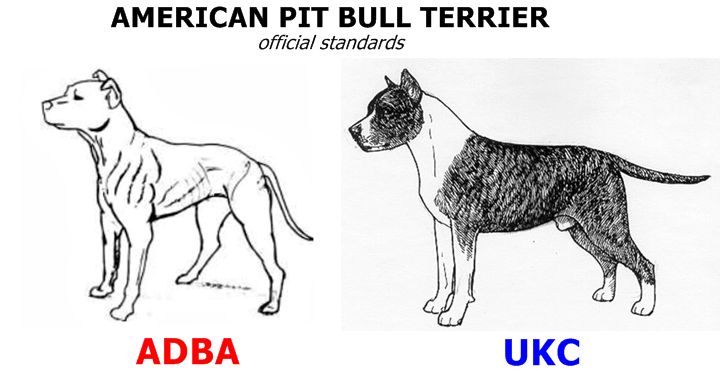 Blog do Pit Bull: Pit Bull - Padrão ADBA traduzido em português
