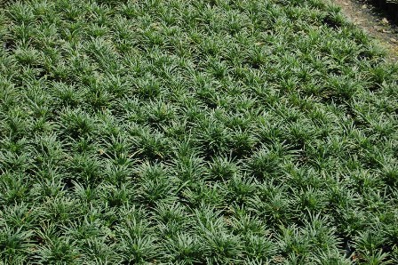 Kucai mini | Jual beli tanaman hias | Tukang taman | Grosir Tanaman Hias