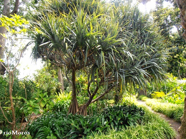 PANDANO: Pandanus utilis | Plantas rioMoros