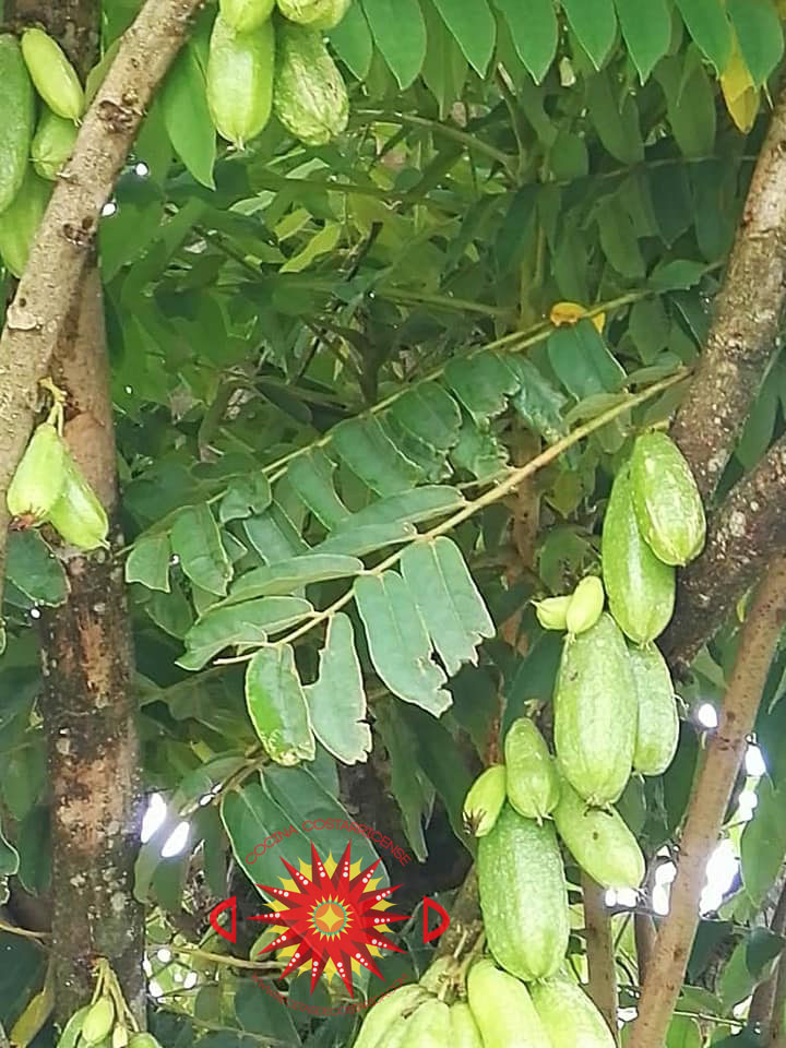 Cocina Costarricense: mimbro