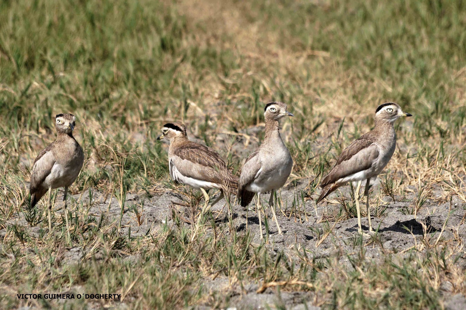 Mis imágenes de aves: EL ALCARAVAN PERUANO