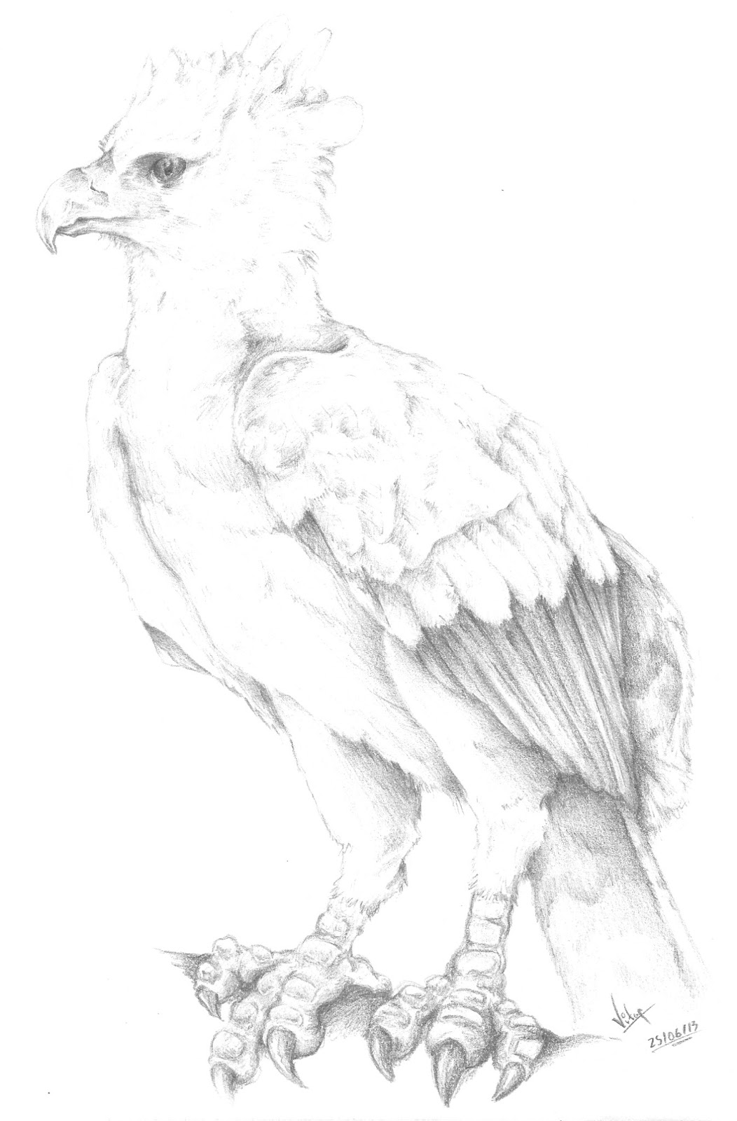 Meu Lápis Virtual: Harpia (Gavião-Real)