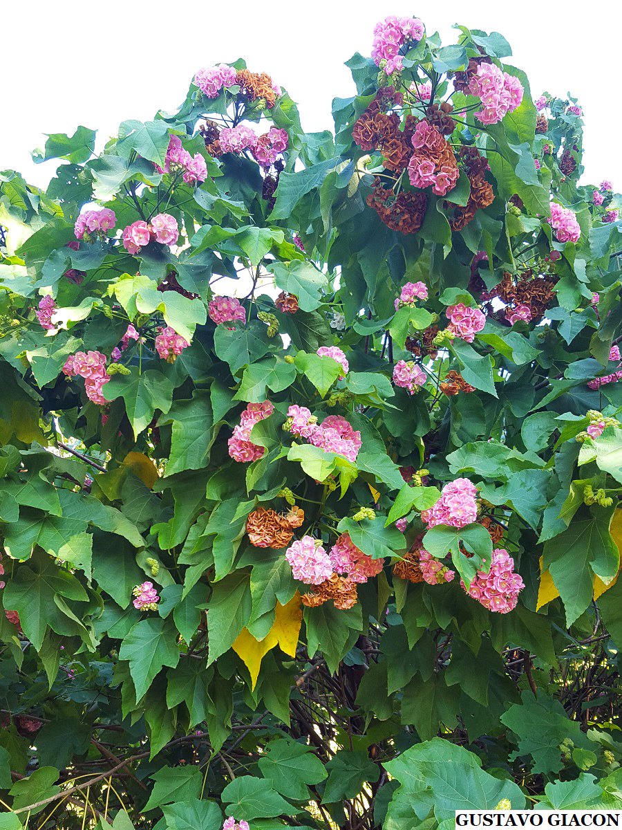 Viveiro Ciprest - Plantas Nativas e Exóticas: Dombeia ou Astrapeia Rosa ...