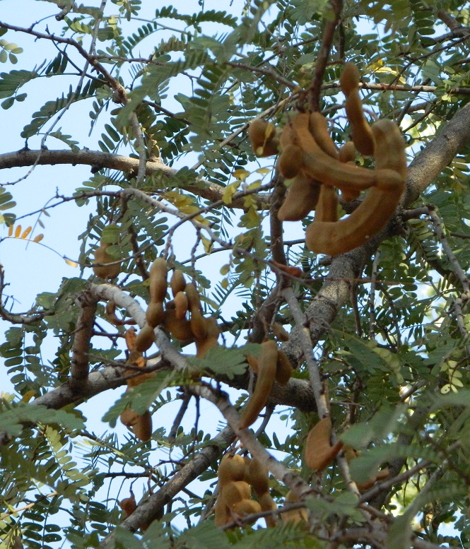 The Multicolored Diary: T is for Tamarind Tree (A to Z Challenge 2019 ...