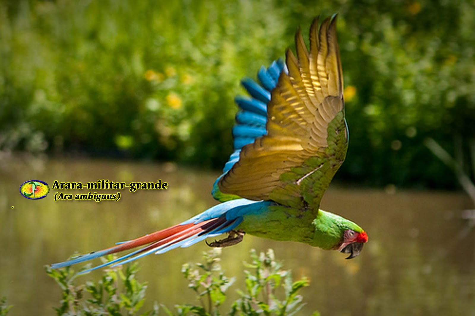 ORNITOLOGIA: Arara-militar-grande (Ara ambiguus)