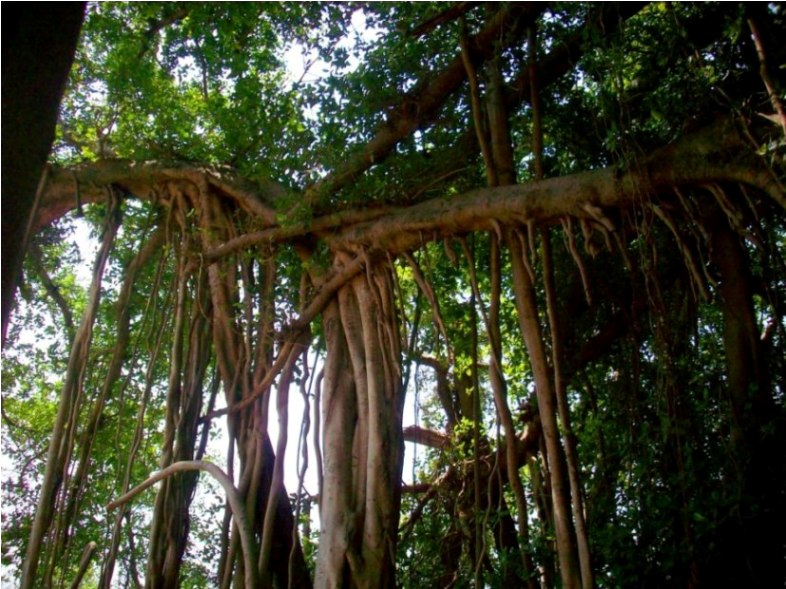 Sivaranthagam Sacred Grove (Pondicherry aka Puducherry) | My Travelogue ...