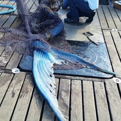 SNEAK PEEK : "Mermaid Down" Makes A Splash