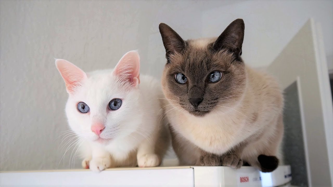 ANIMALS TIME : Siamese cat (Gallery 9)