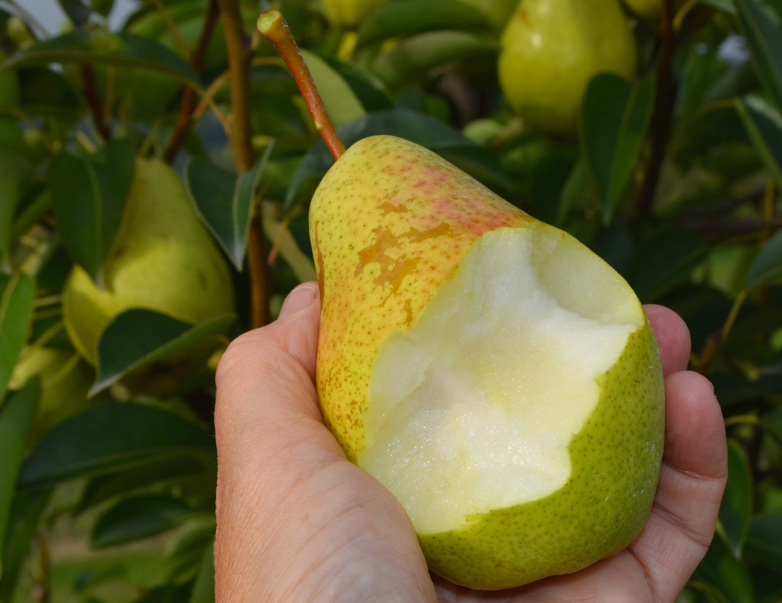 simple pleasures on the farm: pears!