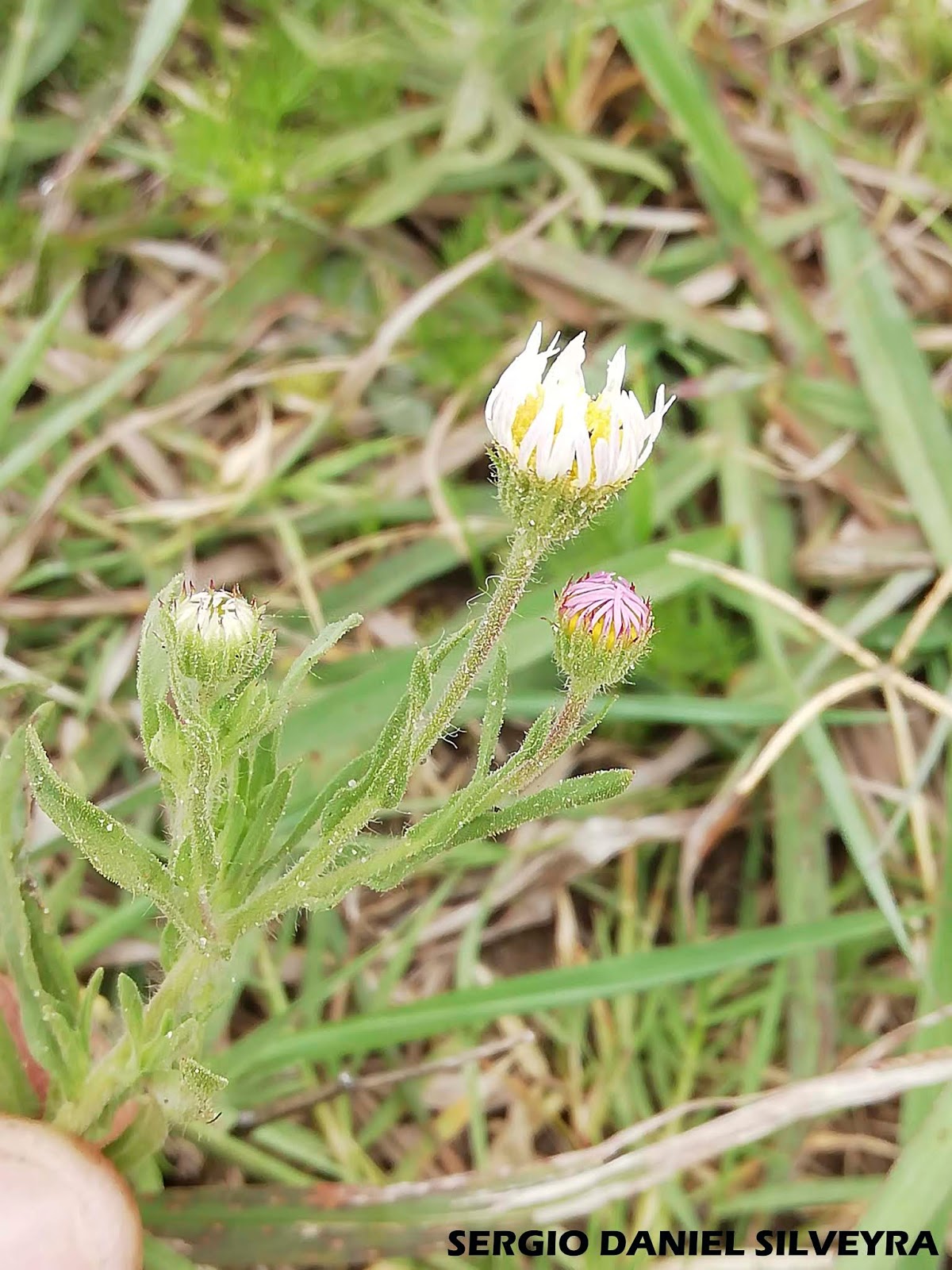 Flora Nativa de Entre Rios