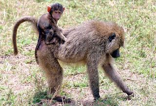 Encyclopaedia of Babies of Beautiful Wild Animals: The Baby Baboon