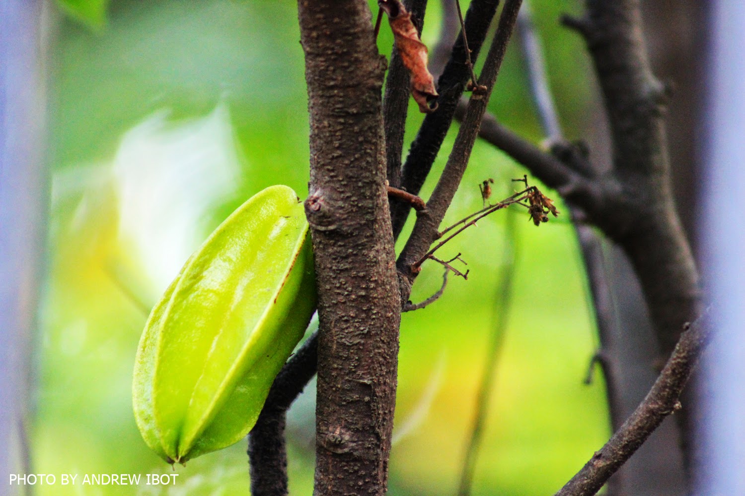 Ako si ANDREW IBOT!: Balimbing (Auerrhoa carambola L.)