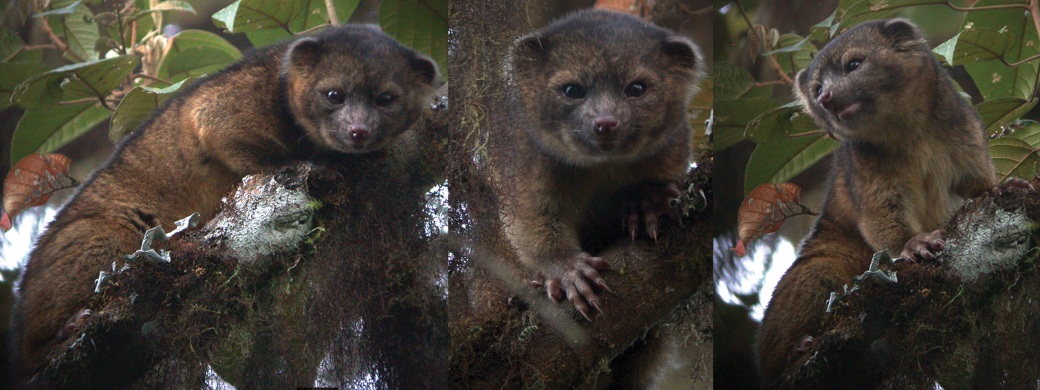 Species New to Science: [Mammalogy • 2013] Olinguito | Bassaricyon ...