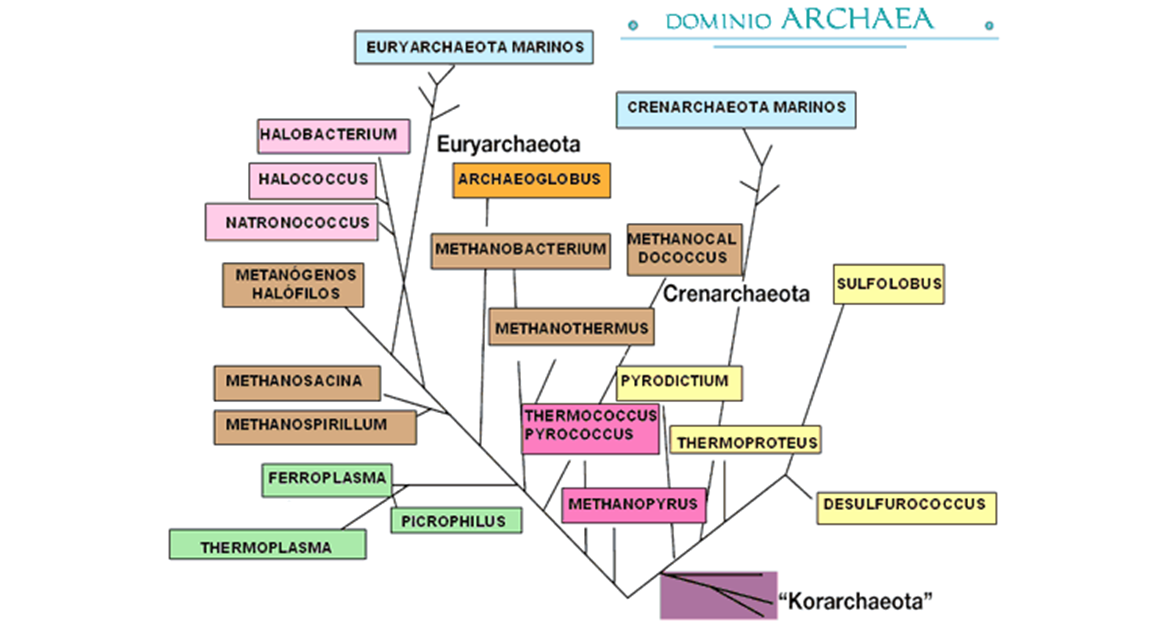 Biología: Dominio Archaea