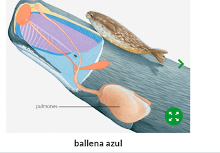 COLEGIO TRINITARIO GRADO 2° A : NATURALES VIERNES 26 DE JUNIO