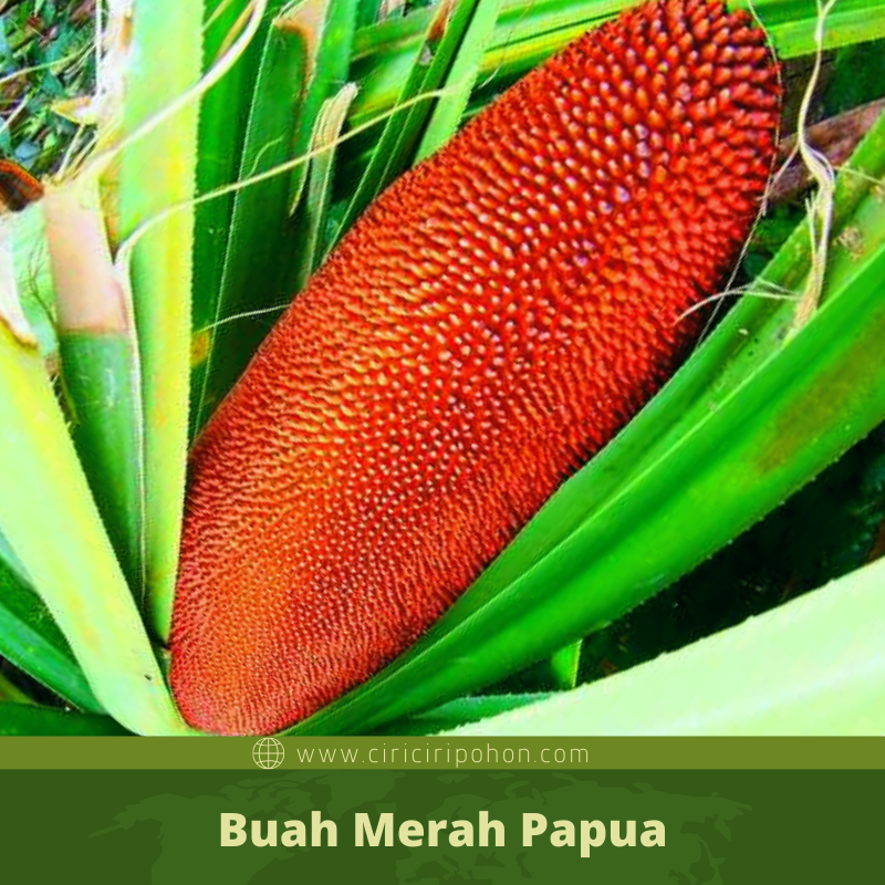 Ciri Ciri Pohon Buah Merah Papua (Pandanus conoideus) Di Alam Liar ...