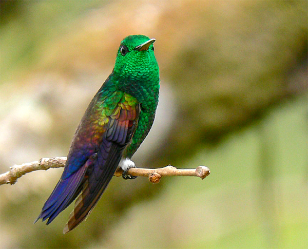 Bellas Aves de El Salvador: Amazilia cyanura (colibrí de cola azul ...